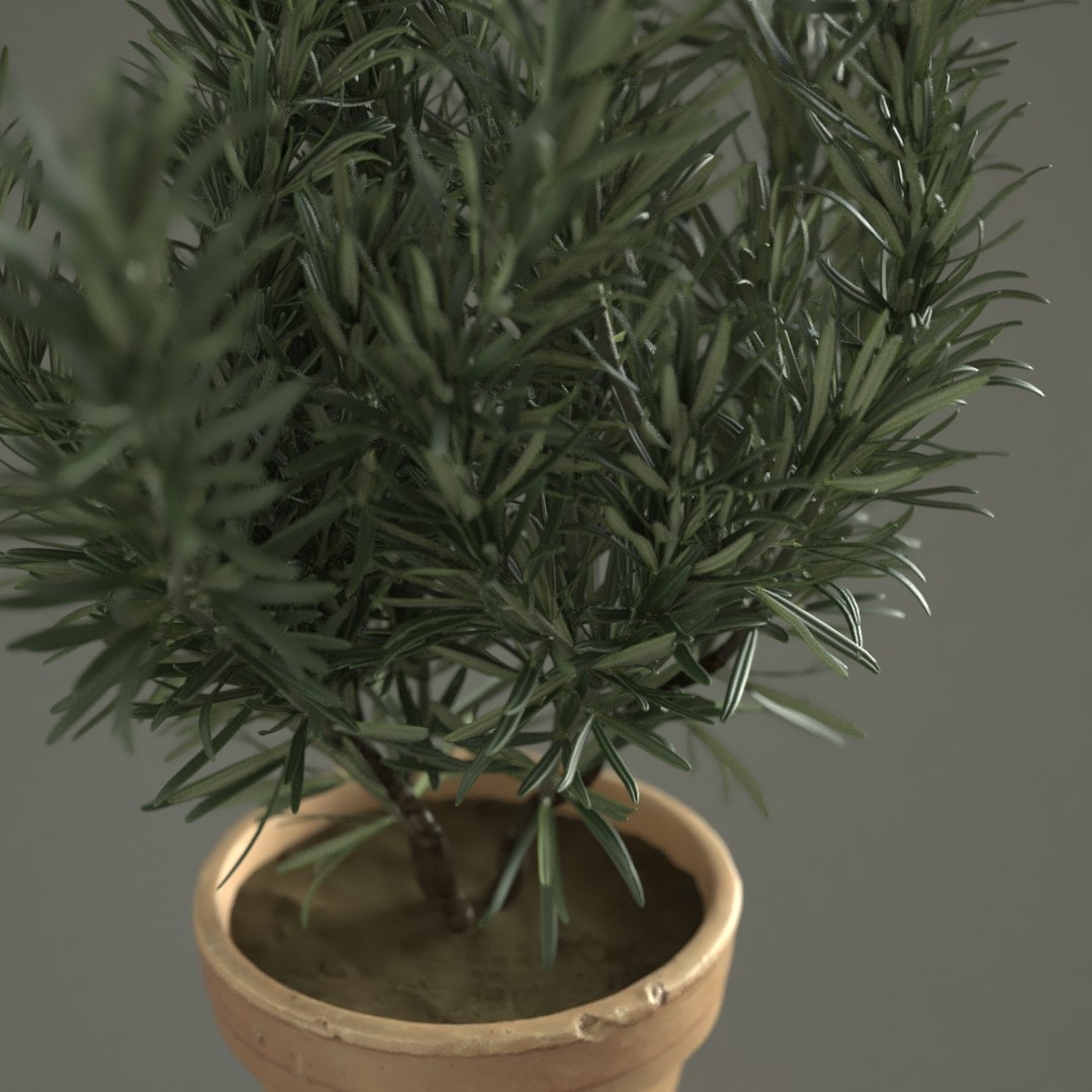 photorealistic rosemary 3d model