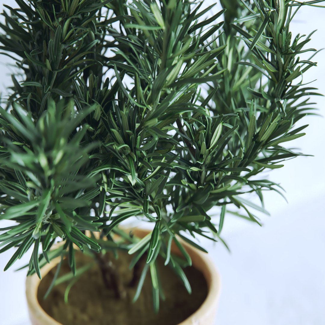 photorealistic rosemary 3d model