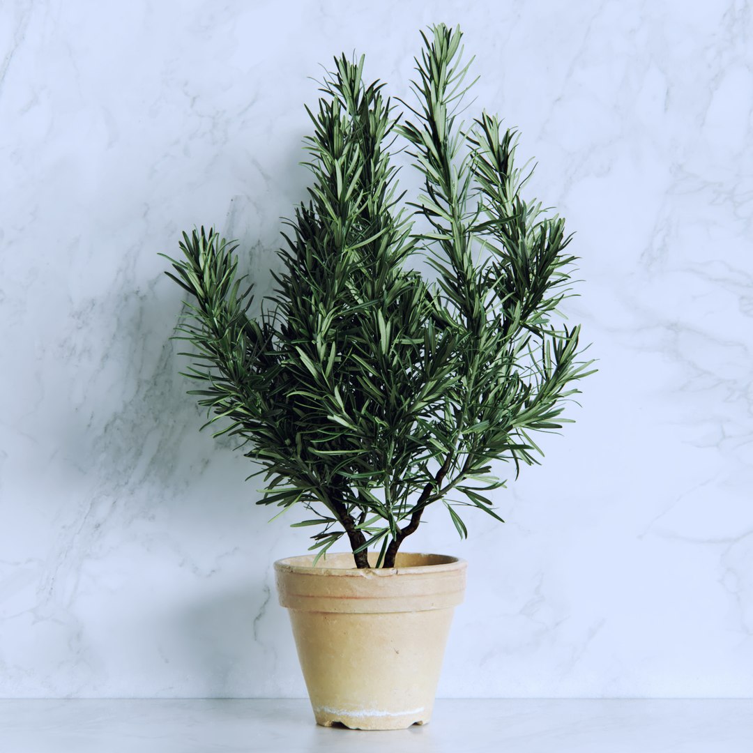 photorealistic rosemary 3d model