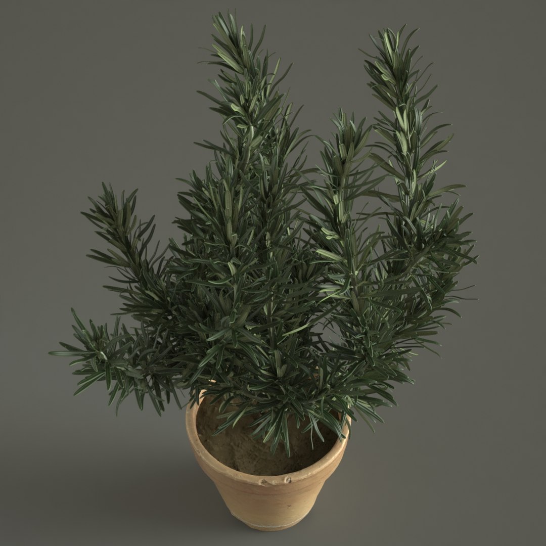 photorealistic rosemary 3d model