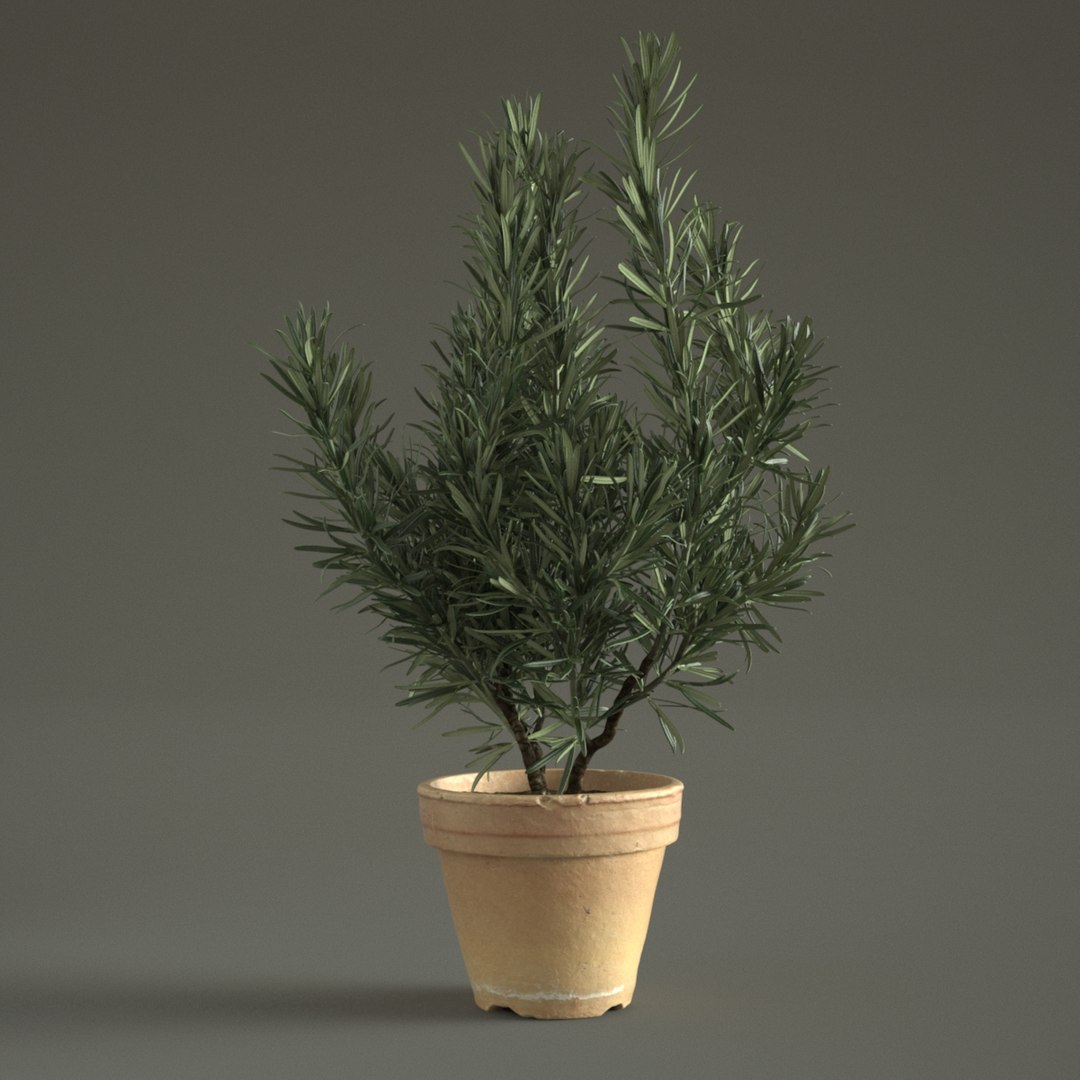photorealistic rosemary 3d model