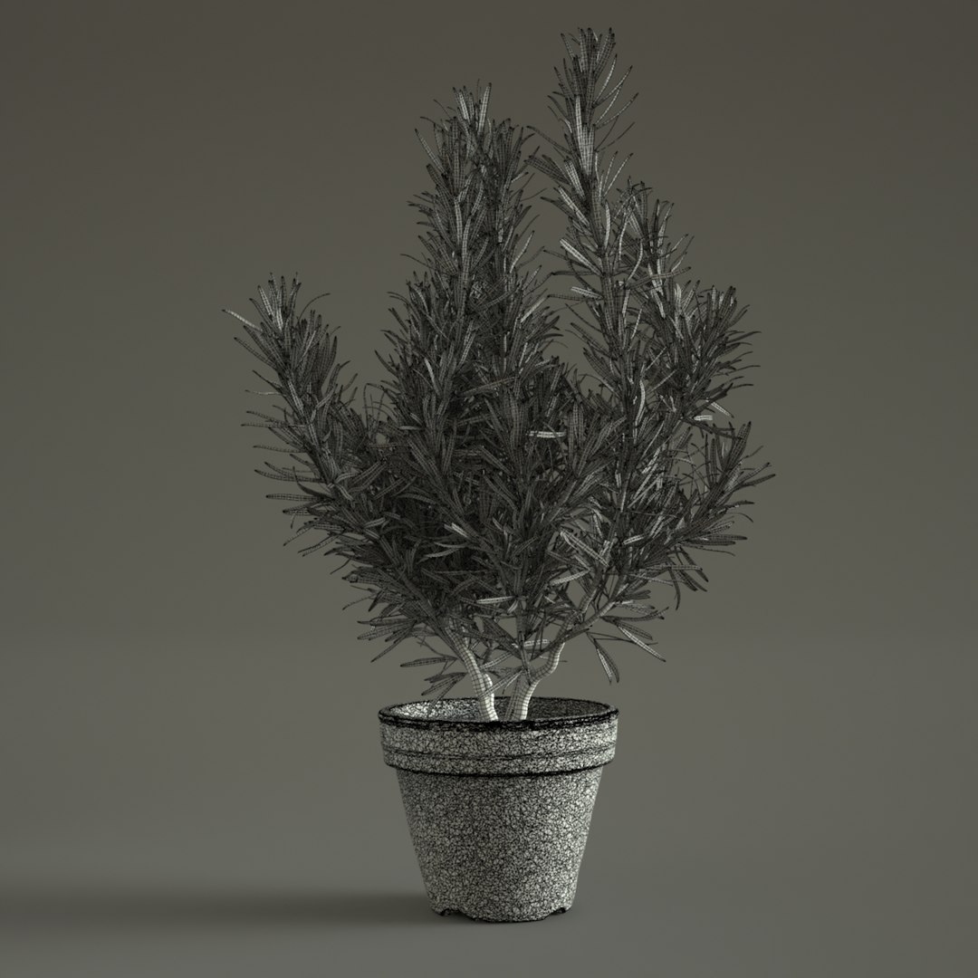 photorealistic rosemary 3d model