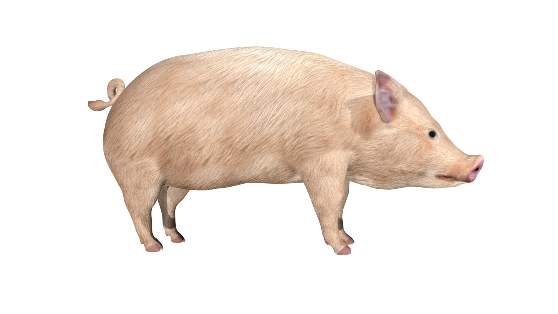Fully Rigged Low Poly Farm Pig 3D Model - TurboSquid 1757870