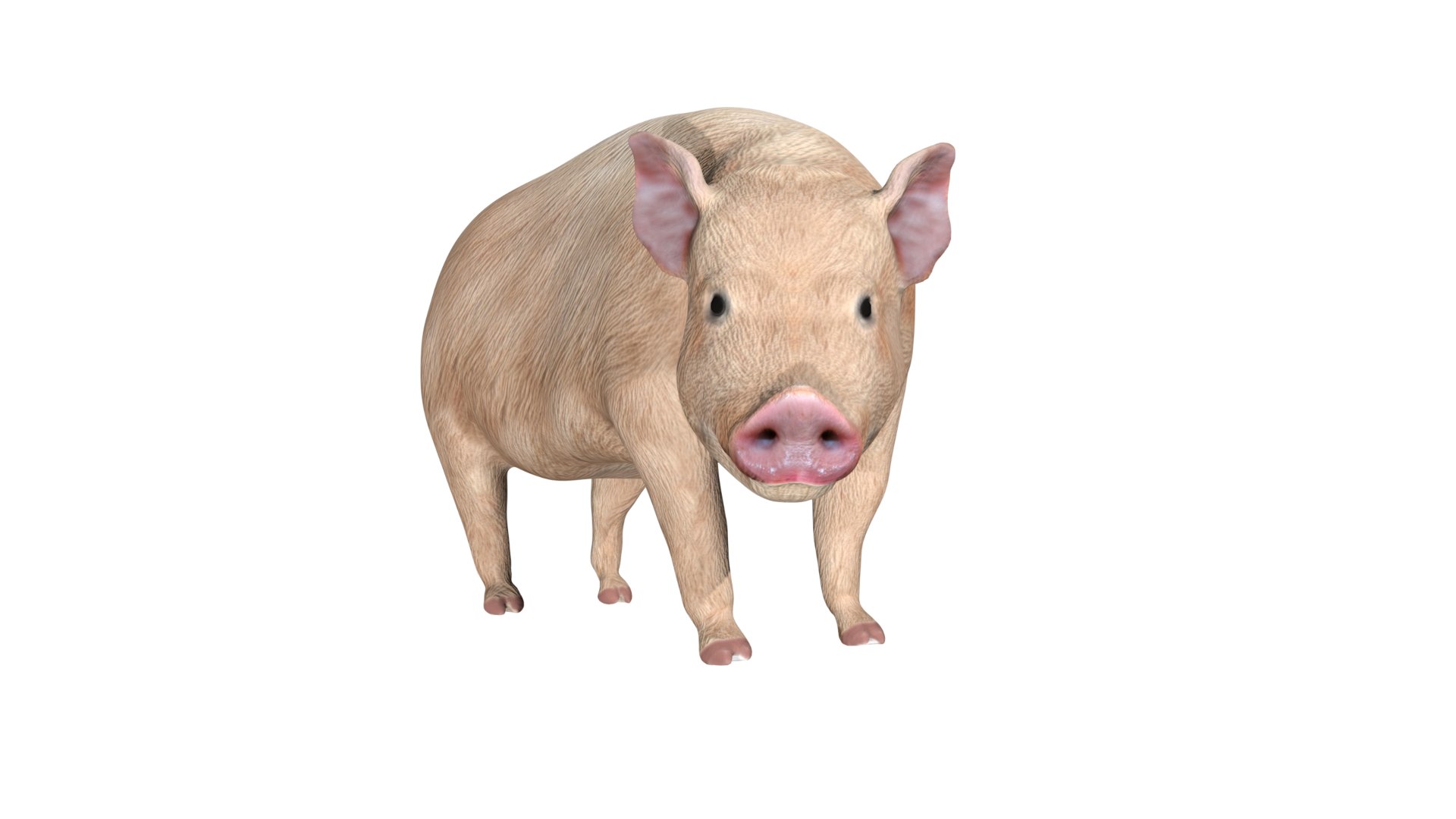 Fully Rigged Low Poly Farm Pig 3D Model - TurboSquid 1757870