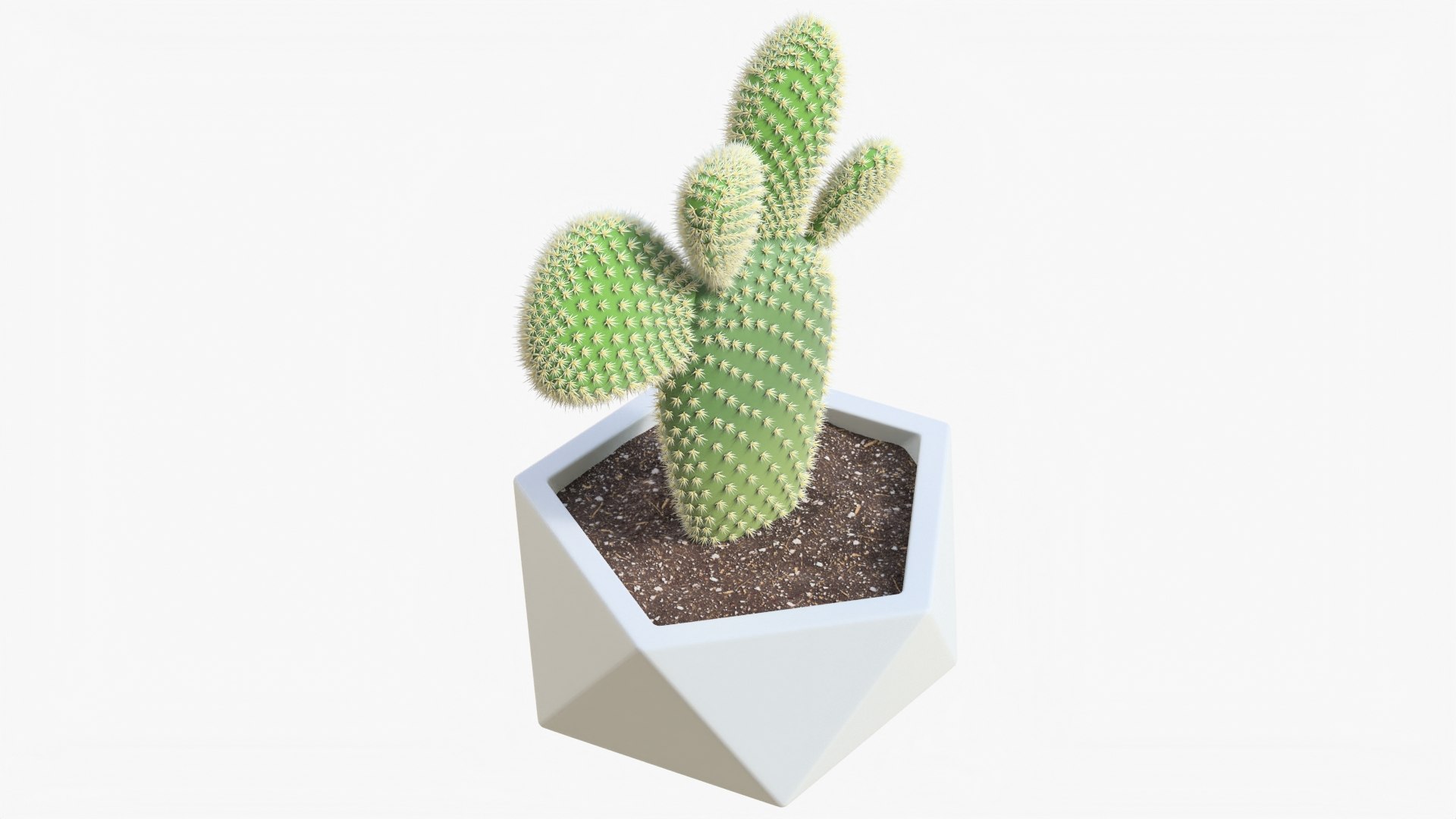 3D Model Cactus 03 C - TurboSquid 1987425