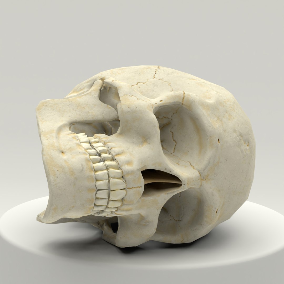 Anatomically Human Skull 3D Model - TurboSquid 1356796
