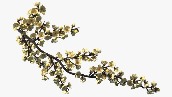 Yellow cherry blossom branch tree 3D model - TurboSquid 1628206