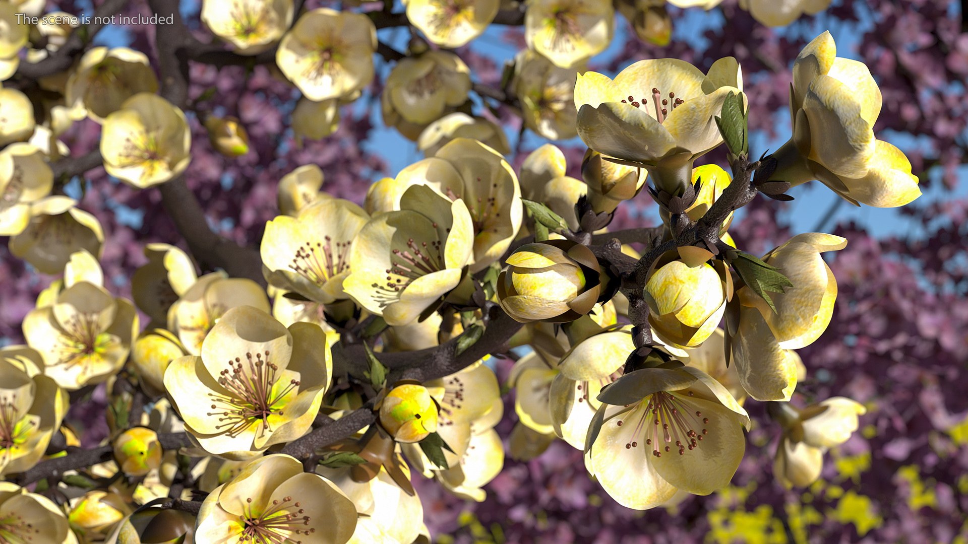 Yellow cherry blossom branch tree 3D model - TurboSquid 1628206