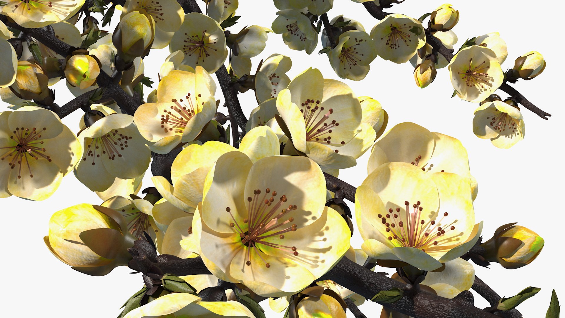 Yellow cherry blossom branch tree 3D model - TurboSquid 1628206