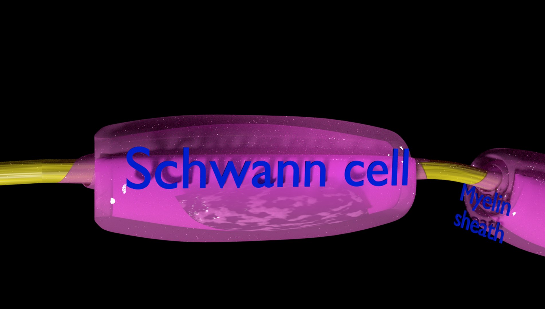 3D Neuron Parts Axon Model - TurboSquid 1597589