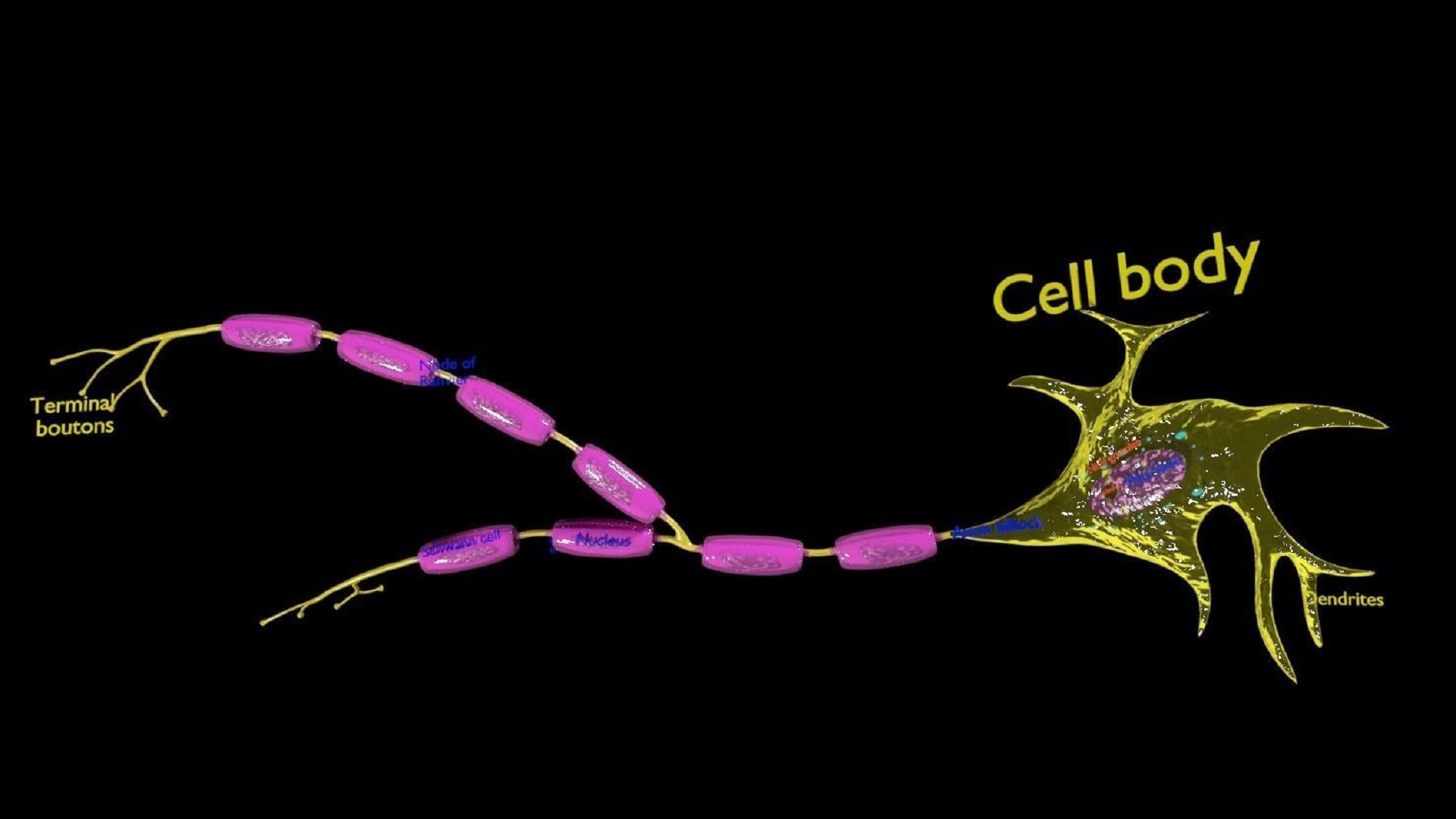 3D Neuron Parts Axon Model - TurboSquid 1597589