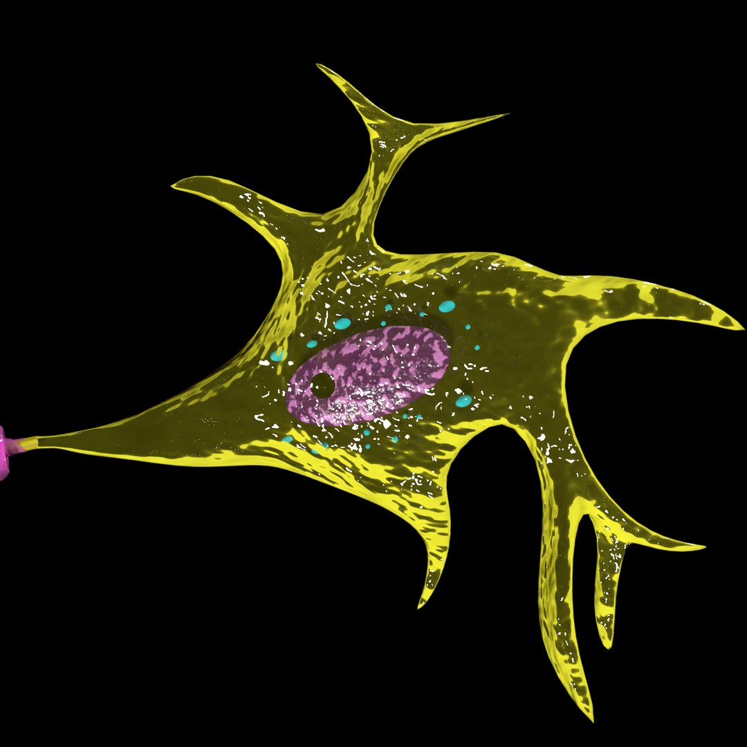 3D Neuron Parts Axon Model - TurboSquid 1597589