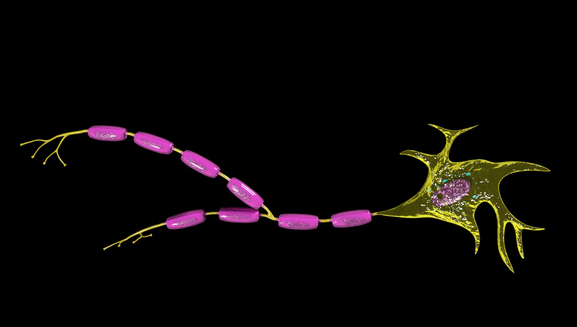 3D Neuron Parts Axon Model - TurboSquid 1597589