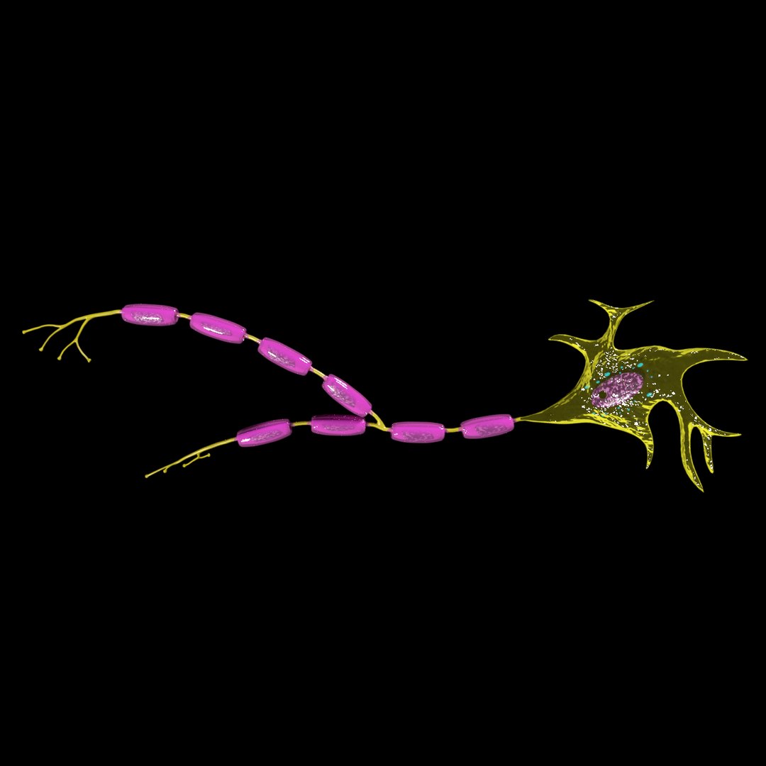 3D neuron parts axon model - TurboSquid 1597589