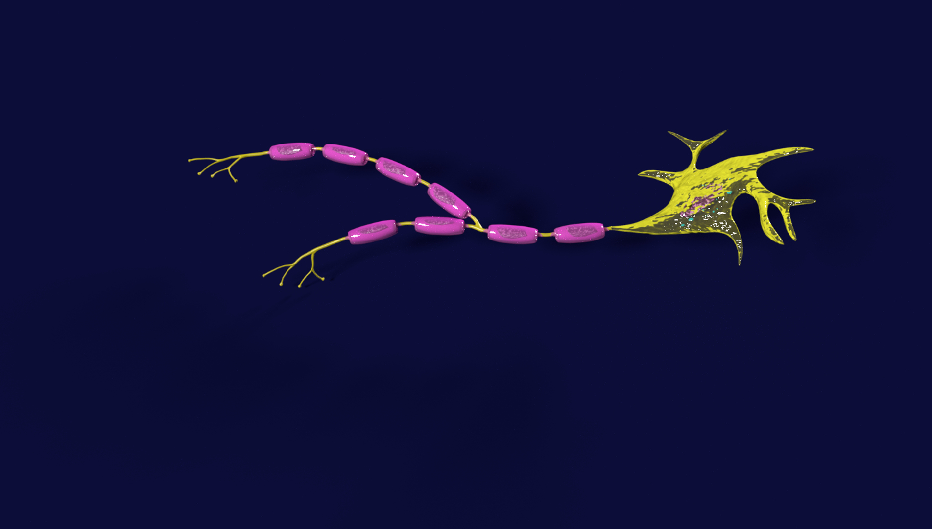 3D Neuron Parts Axon Model - TurboSquid 1597589