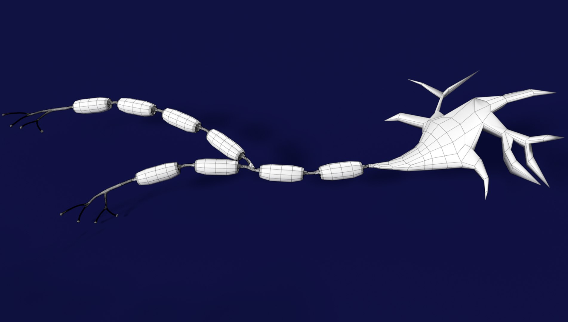 3D Neuron Parts Axon Model - TurboSquid 1597589