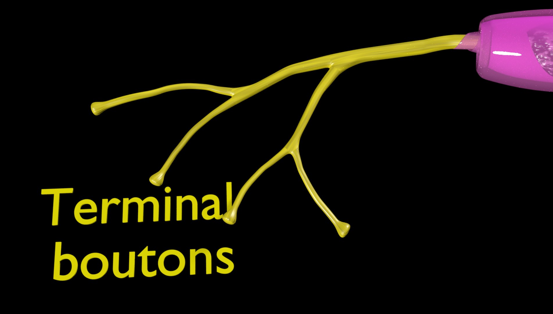 3D Neuron Parts Axon Model - TurboSquid 1597589