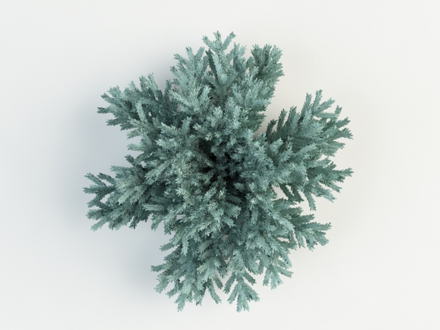 Juniper Blue Star 3ds