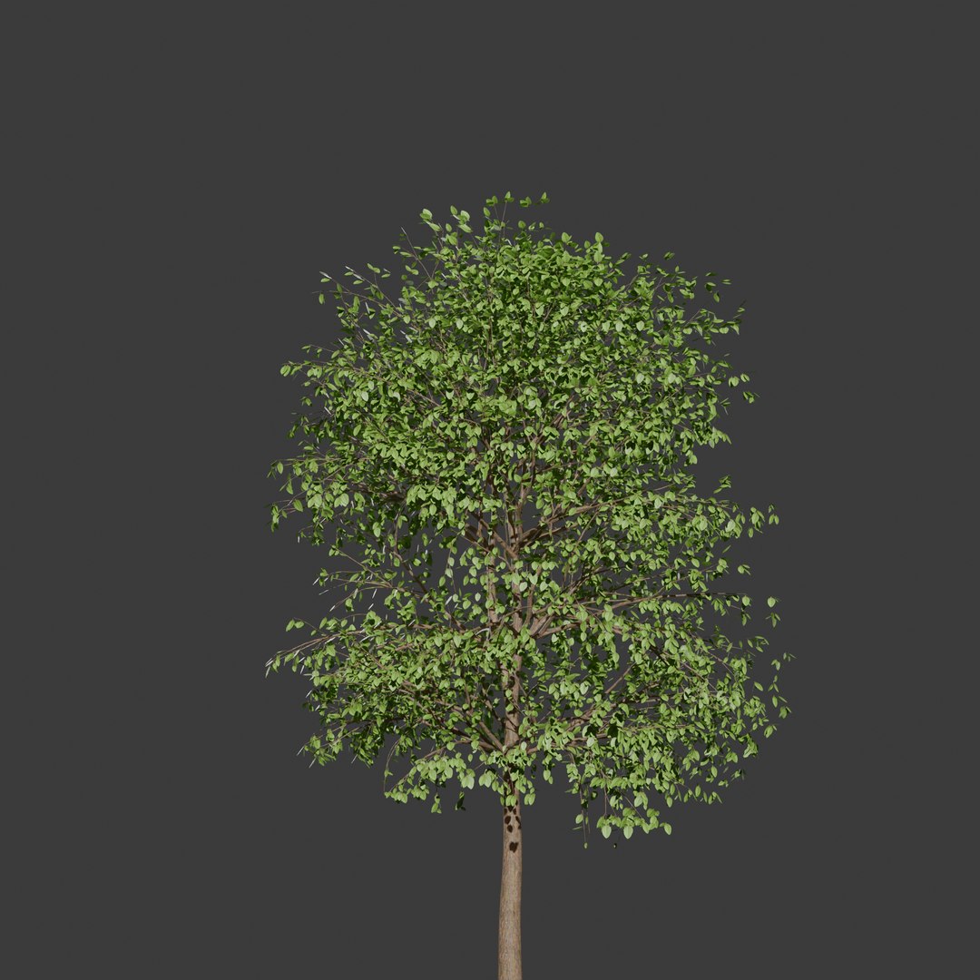 3D Model Realistic Green Deciduous Tree 3D Model With PBR Foliage ...