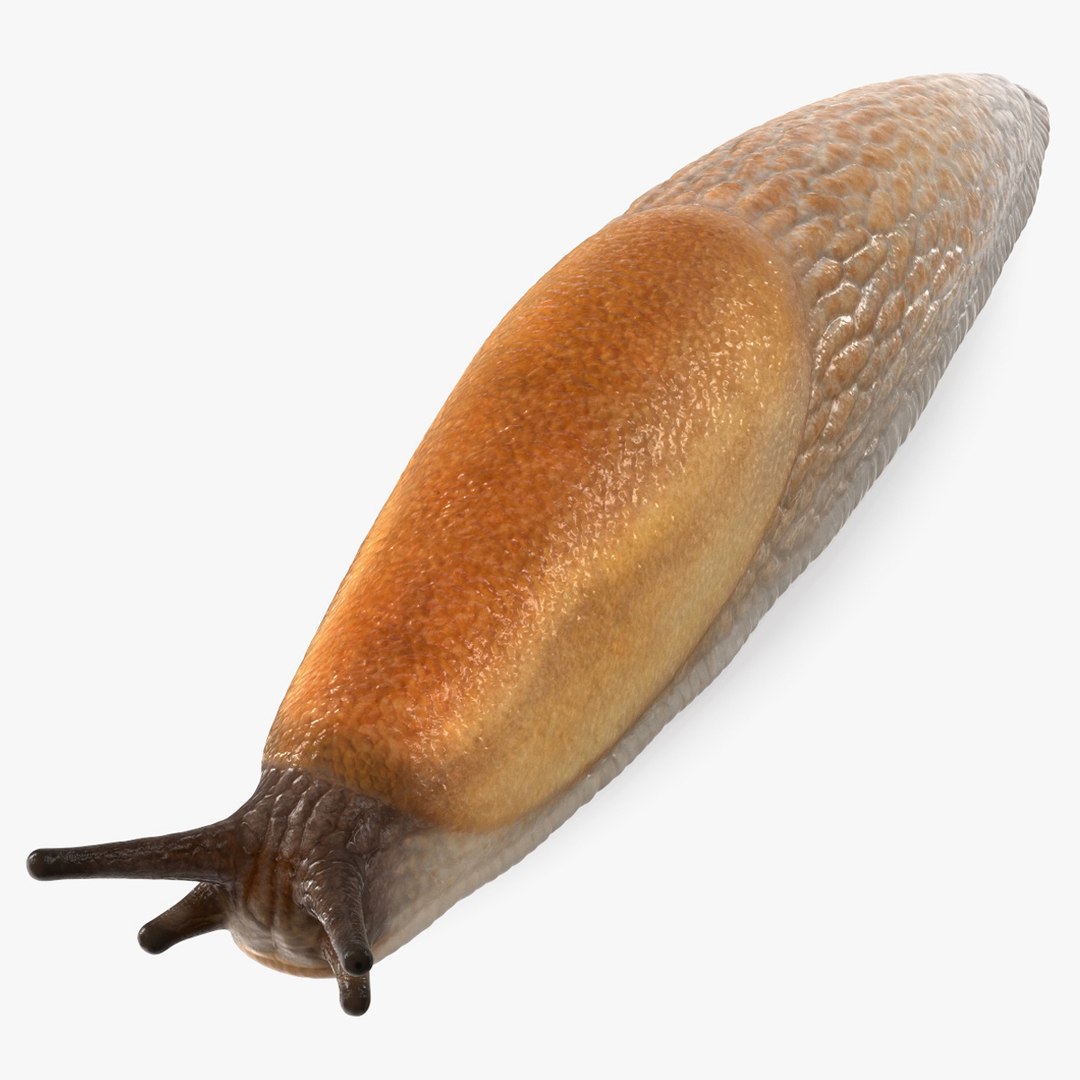 3D model Spanish Slug Rigged for Modo - TurboSquid 2018614