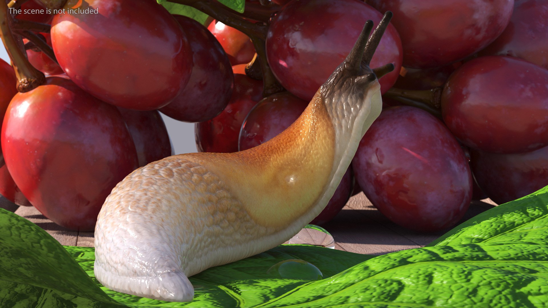 3D Model Spanish Slug Rigged For Modo - TurboSquid 2018614