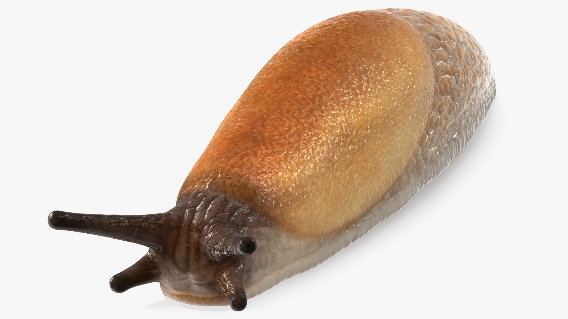 3D Model Spanish Slug Rigged For Modo - TurboSquid 2018614