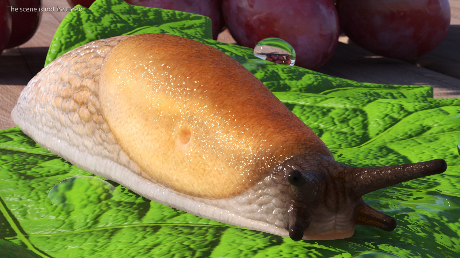 3D Model Spanish Slug Rigged For Modo - TurboSquid 2018614