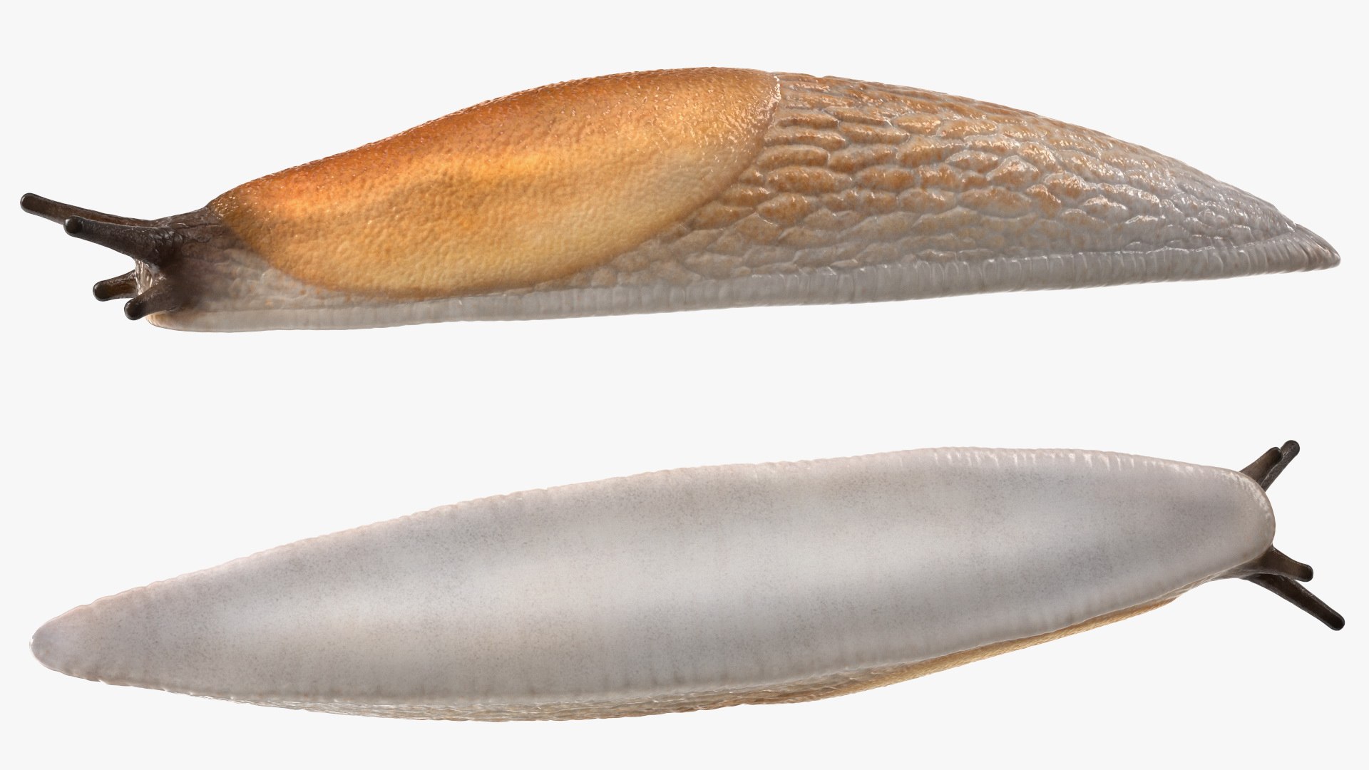 3D Model Spanish Slug Rigged For Modo - TurboSquid 2018614