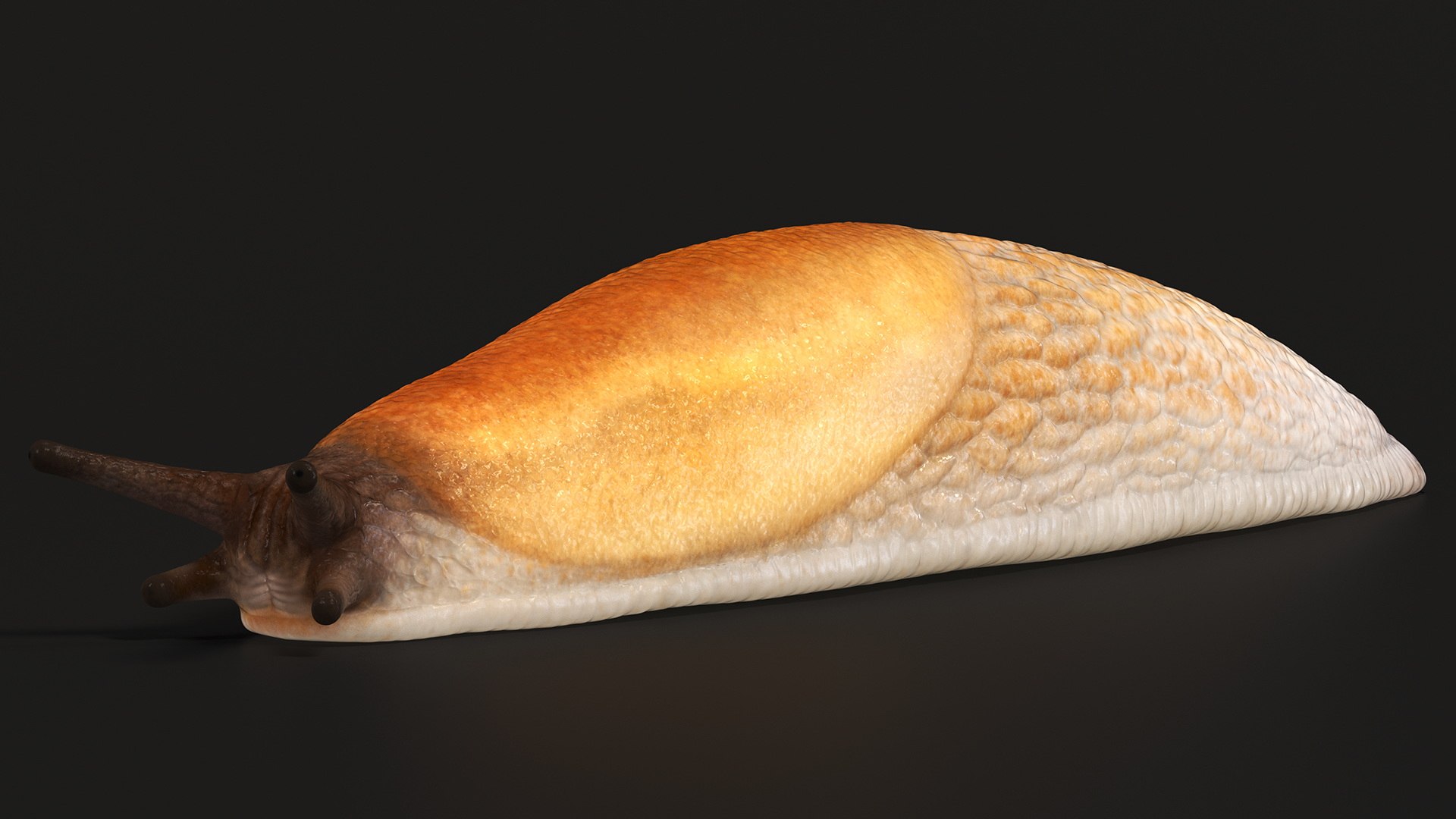 3D Model Spanish Slug Rigged For Modo - TurboSquid 2018614