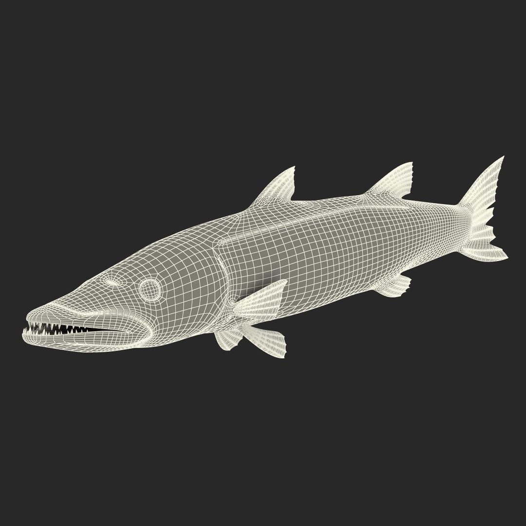 3d Model Barracuda Fish