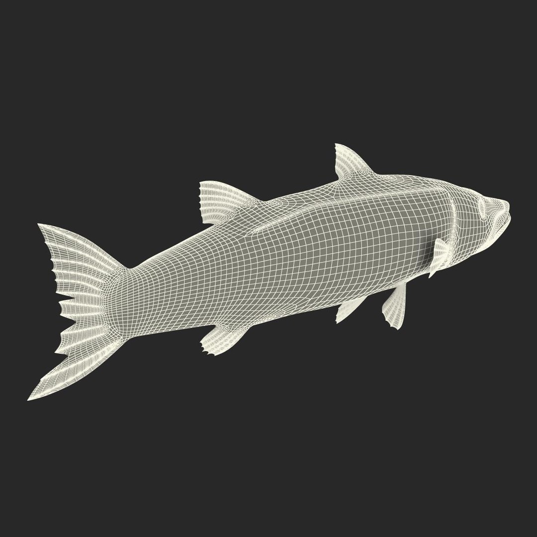 3d Model Barracuda Fish