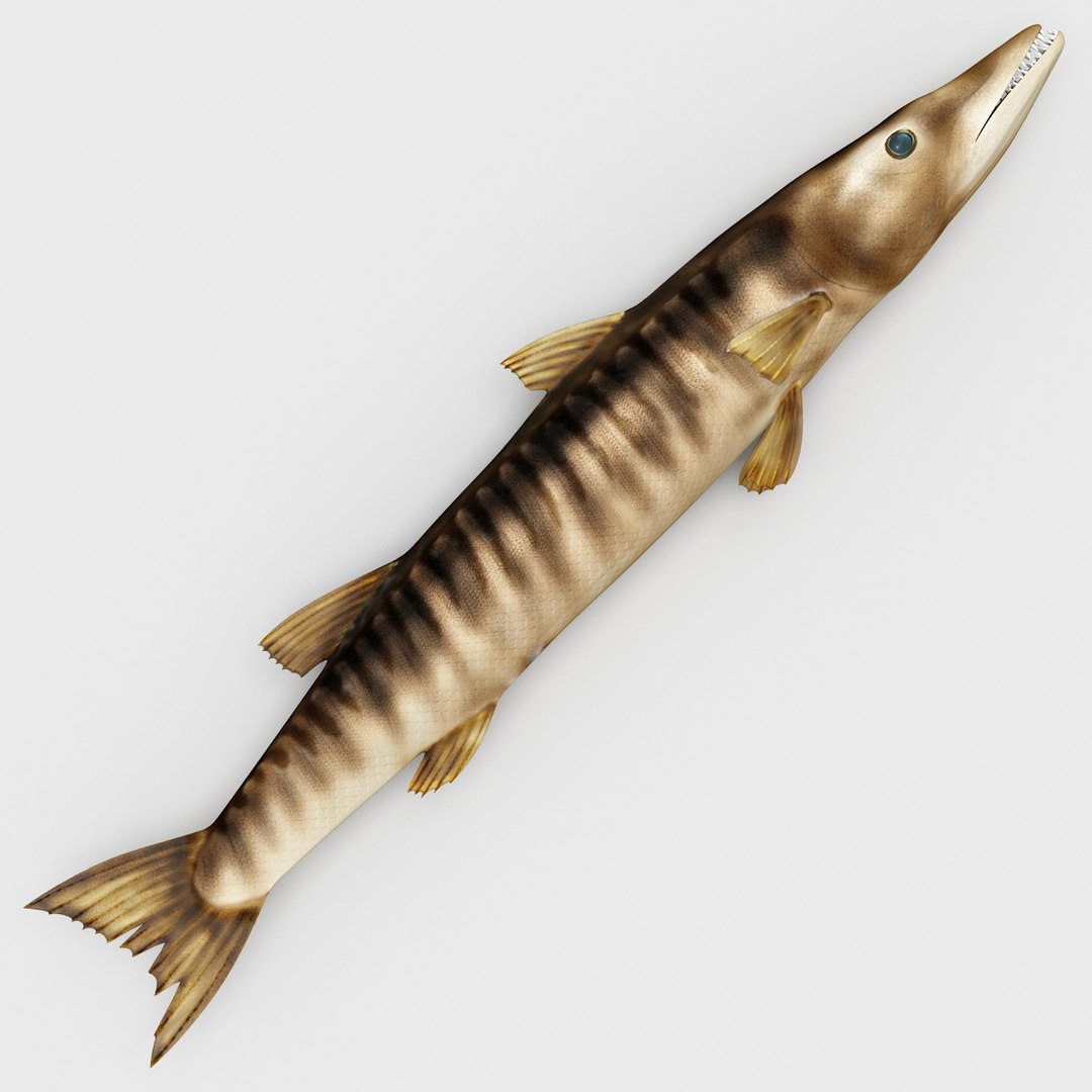 3d Model Barracuda Fish