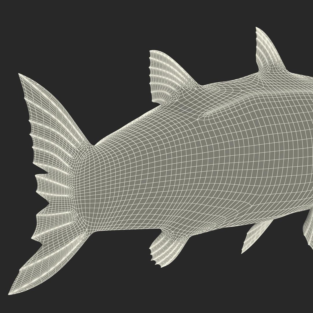 3d Model Barracuda Fish