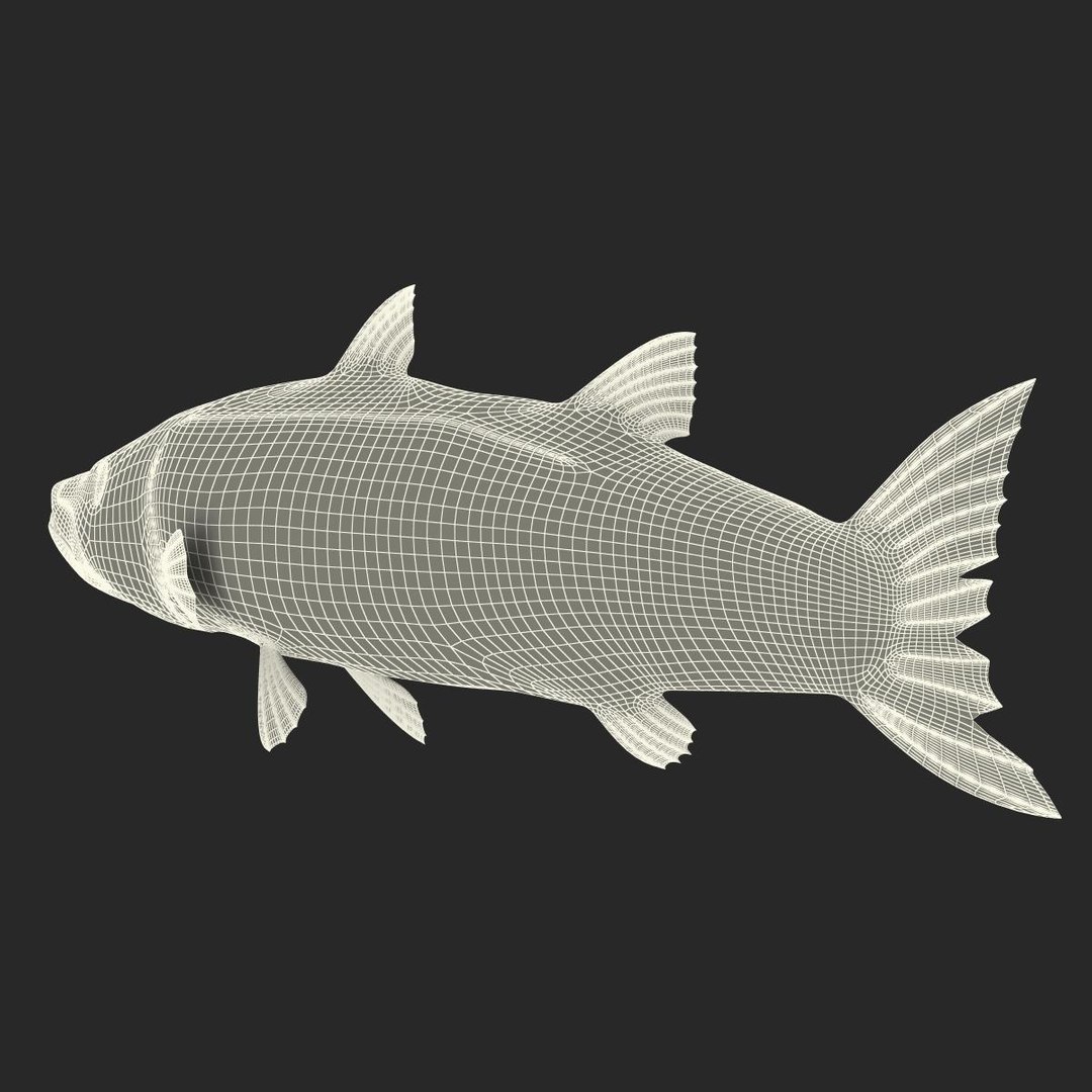 3d Model Barracuda Fish