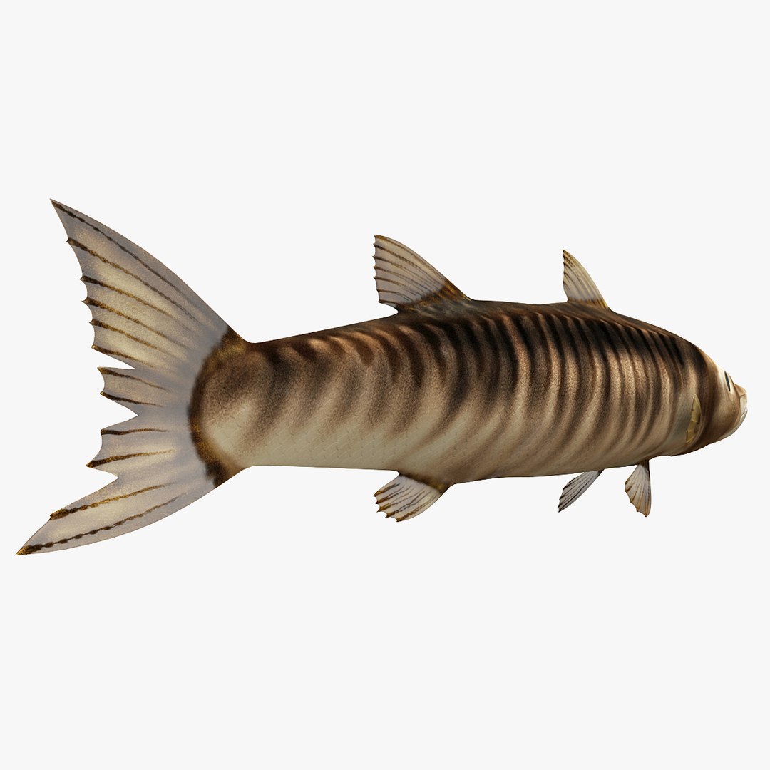 3d Model Barracuda Fish