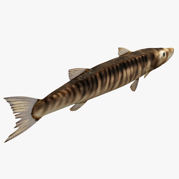 3d model barracuda fish