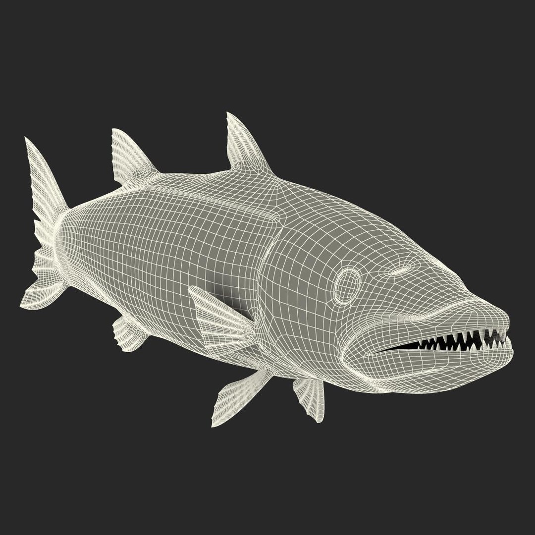 3d Model Barracuda Fish