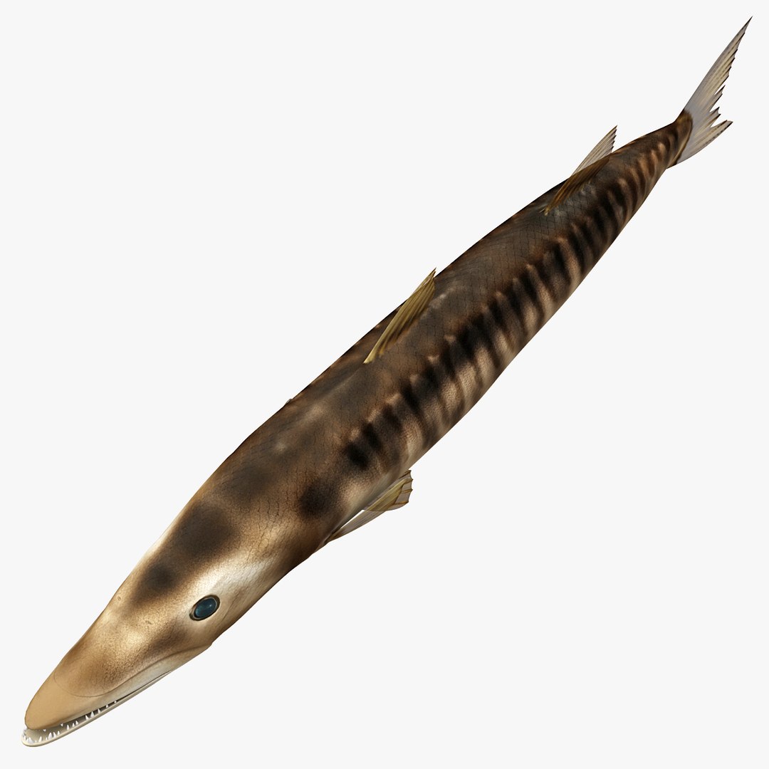 3d Model Barracuda Fish