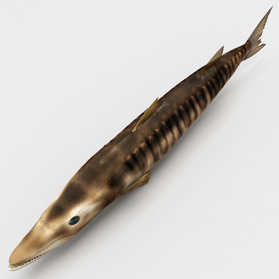 3d Model Barracuda Fish