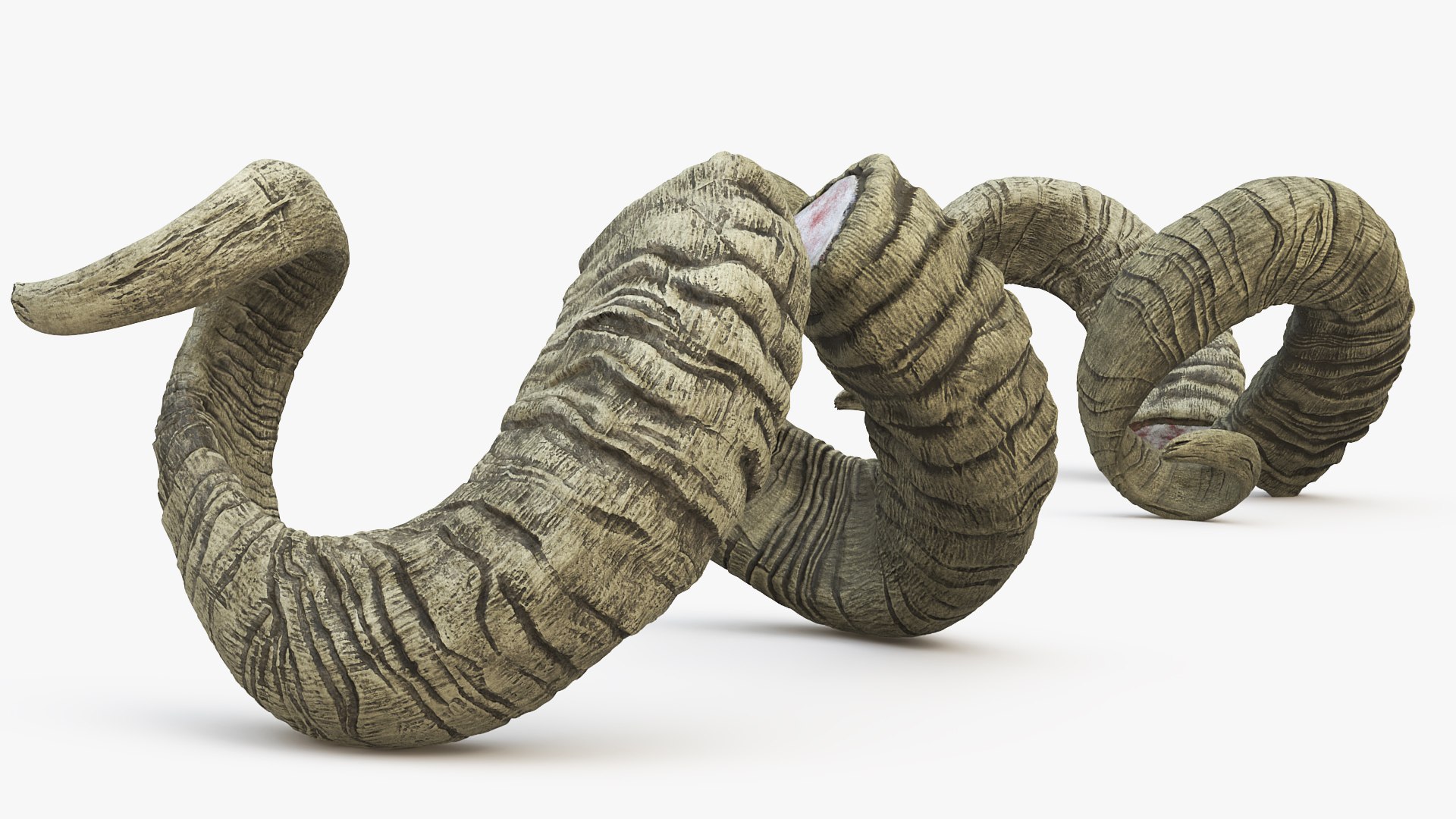 Sawed Off Old Ram Horns 3D Model - TurboSquid 2325080