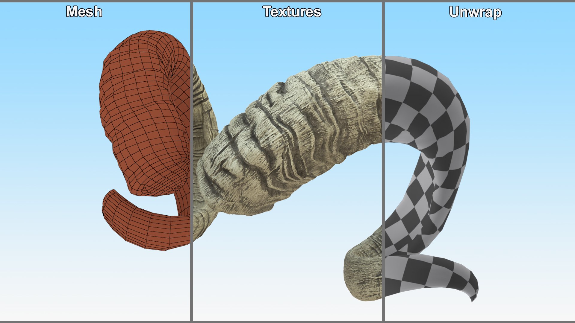 Sawed Off Old Ram Horns 3D Model - TurboSquid 2325080