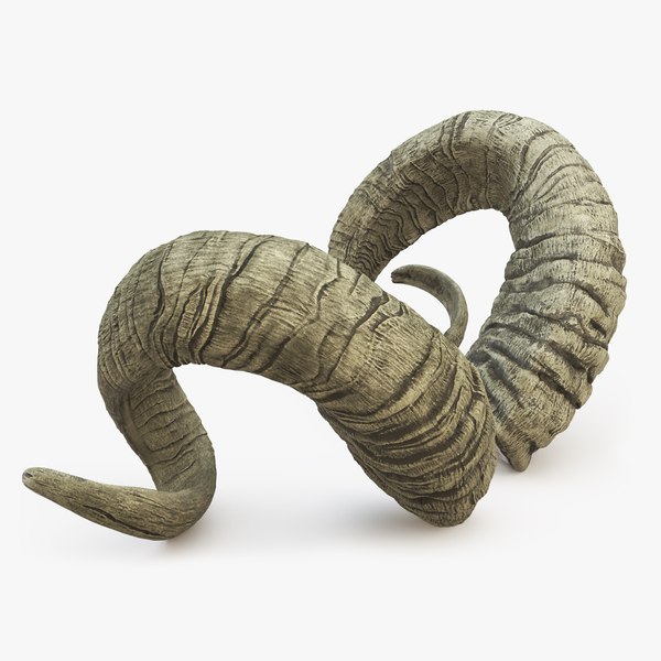 modelo 3d Cuernos de carnero viejos cortados - TurboSquid 2325080