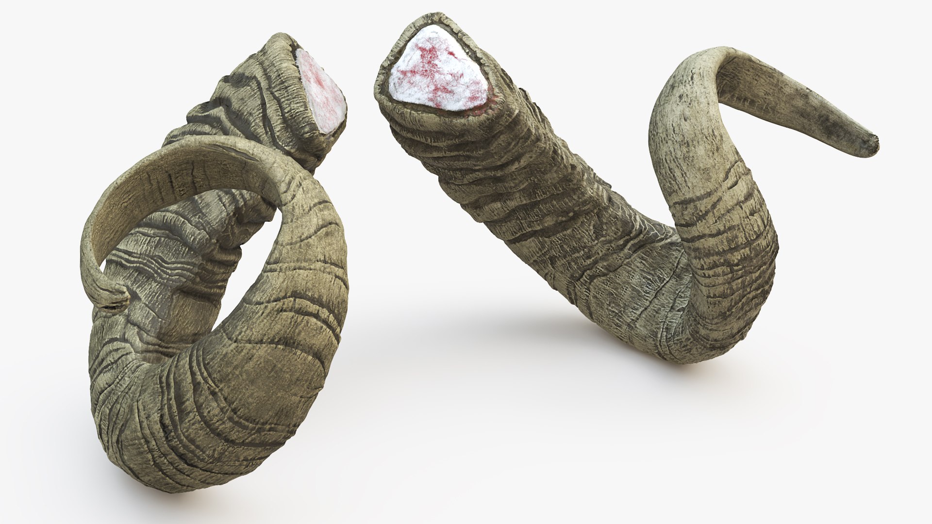 Sawed Off Old Ram Horns 3D Model - TurboSquid 2325080