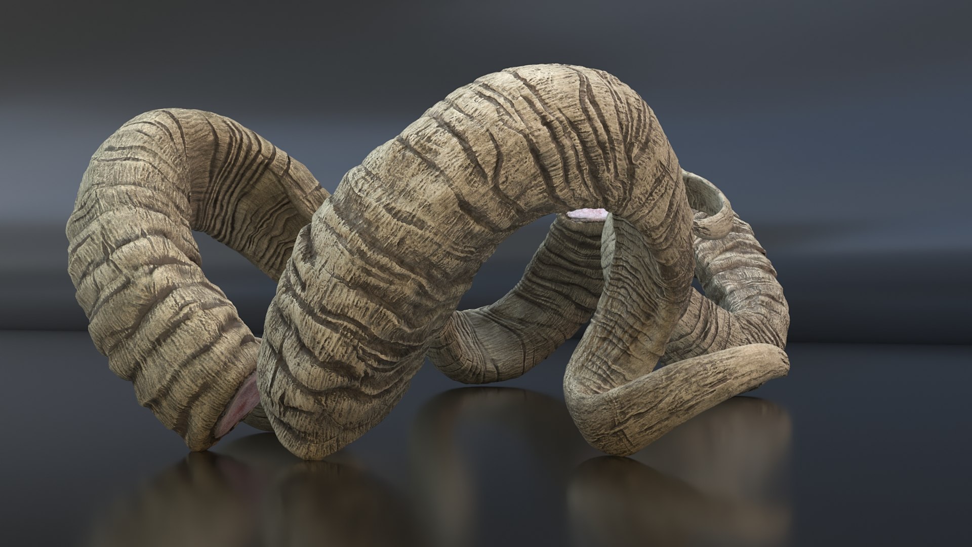 Sawed Off Old Ram Horns 3D Model - TurboSquid 2325080