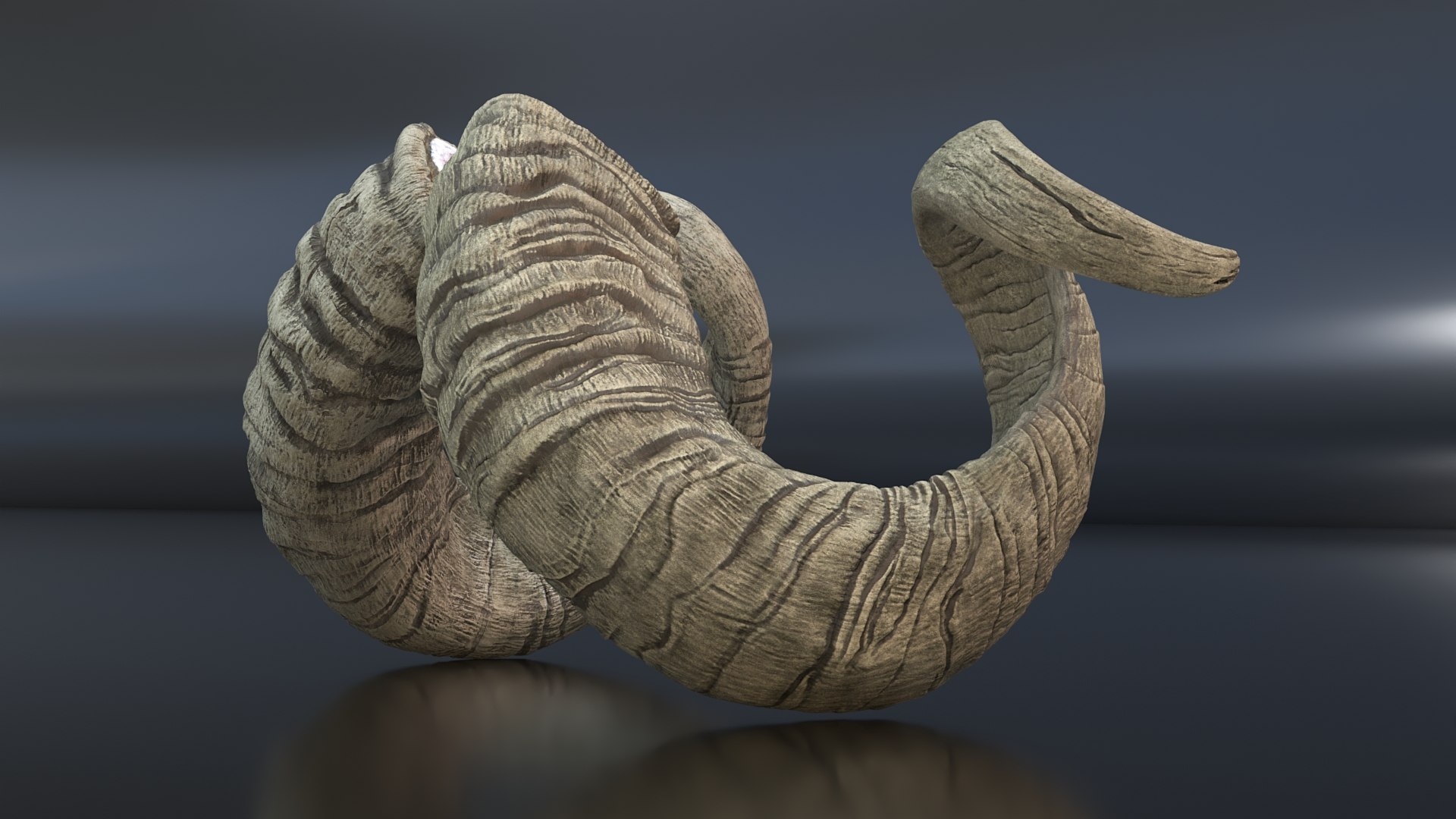 Sawed Off Old Ram Horns 3D Model - TurboSquid 2325080