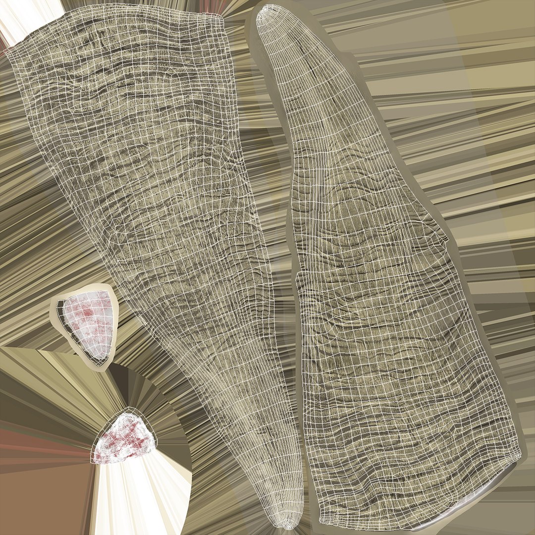 Sawed Off Old Ram Horns 3D Model - TurboSquid 2325080