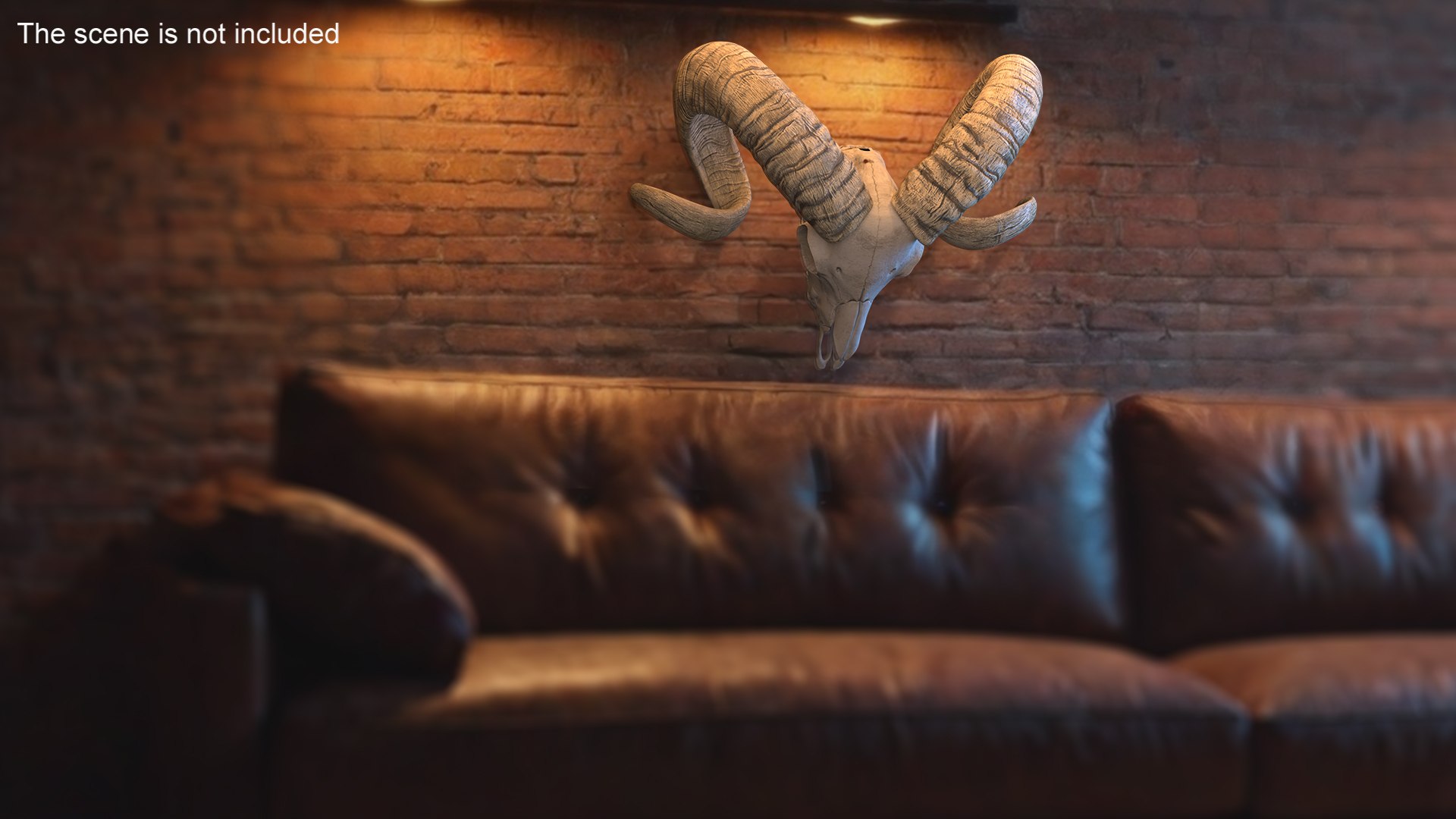 Sawed Off Old Ram Horns 3D Model - TurboSquid 2325080