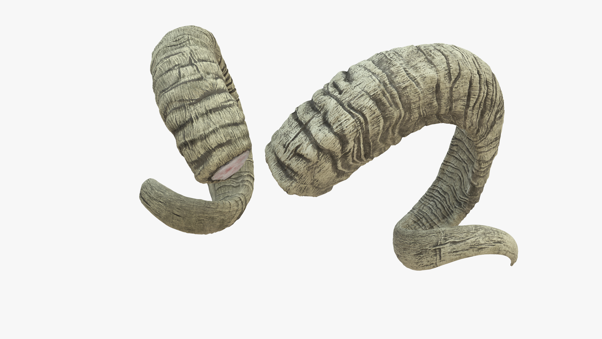 Sawed Off Old Ram Horns 3D Model - TurboSquid 2325080