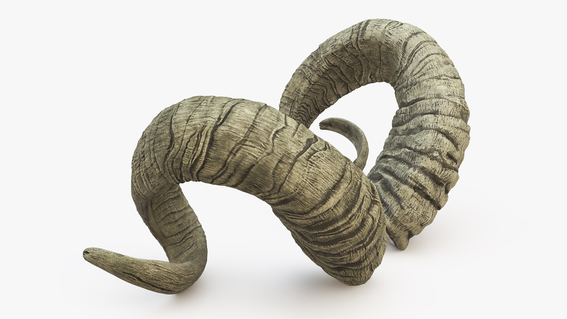 Sawed Off Old Ram Horns 3D Model - TurboSquid 2325080