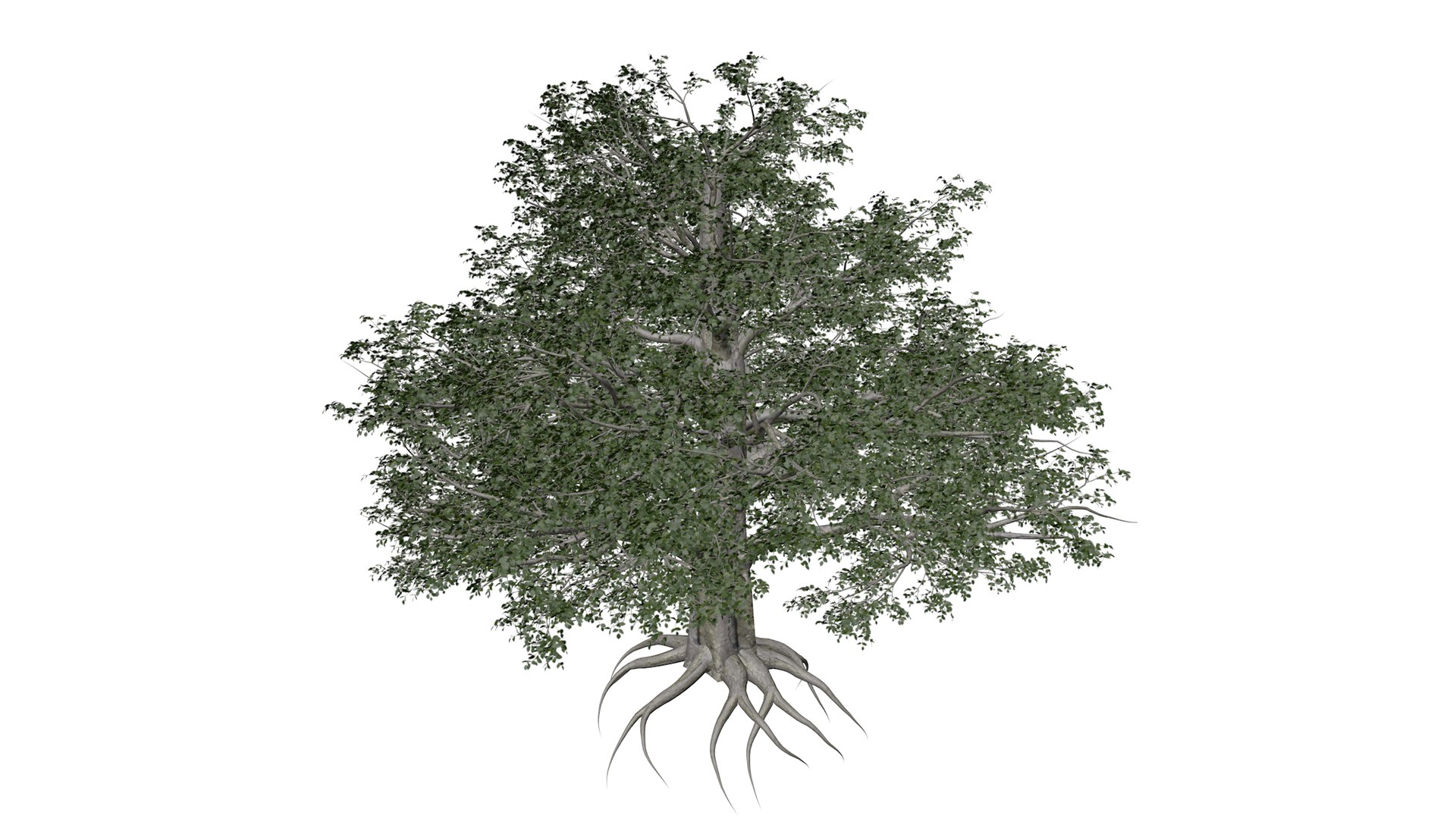 European Beech Tree - 08 - - TurboSquid 2375828
